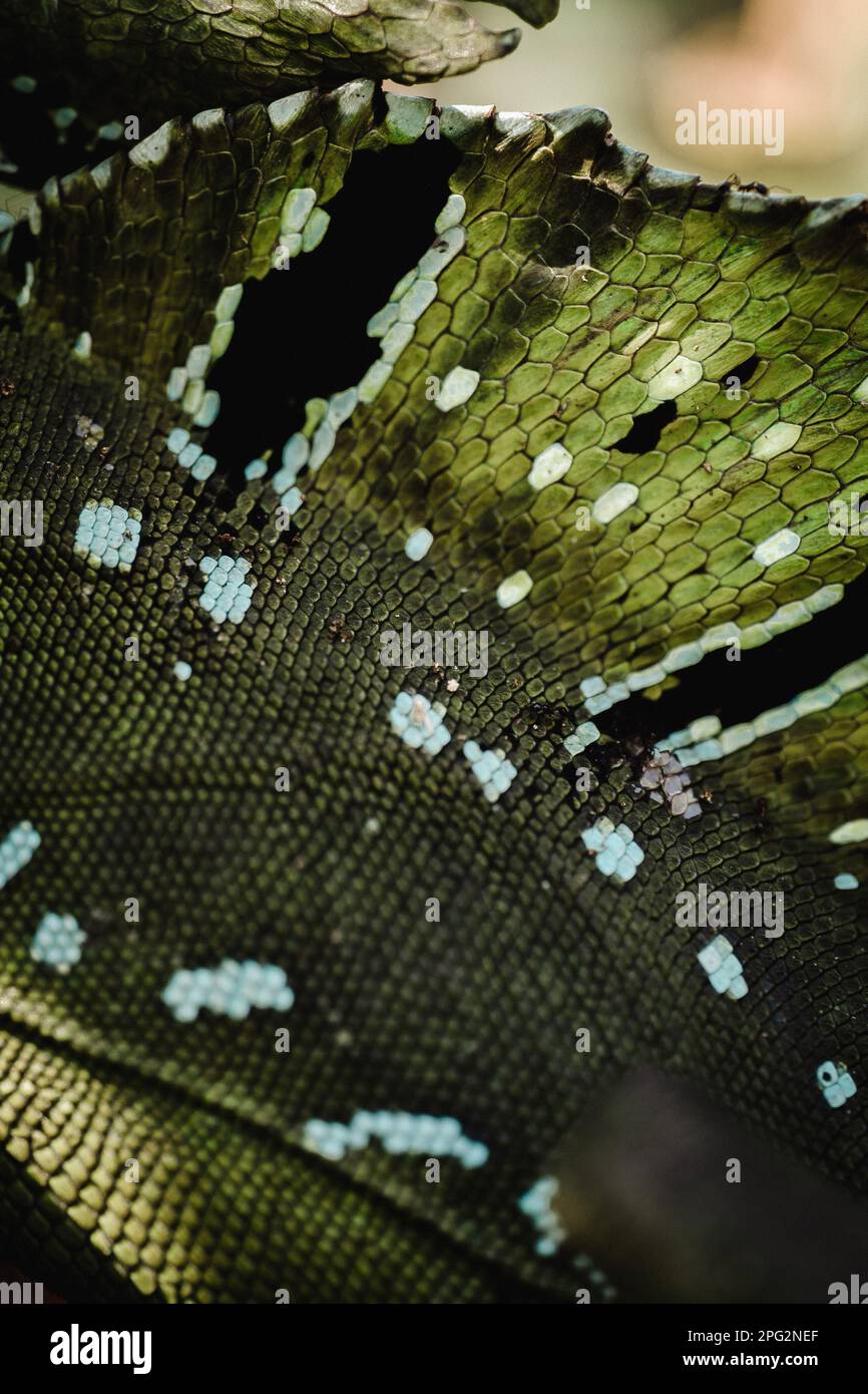 Spiny crest hi-res stock photography and images - Alamy