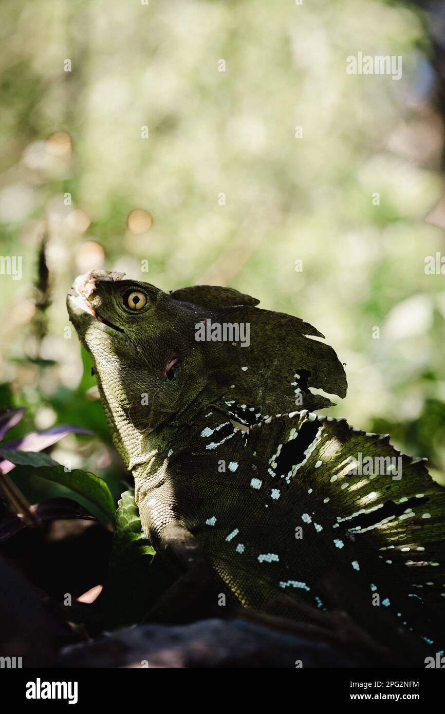 Vertical shot Plumed basilisk reptile blurred bg Stock Photo - Alamy