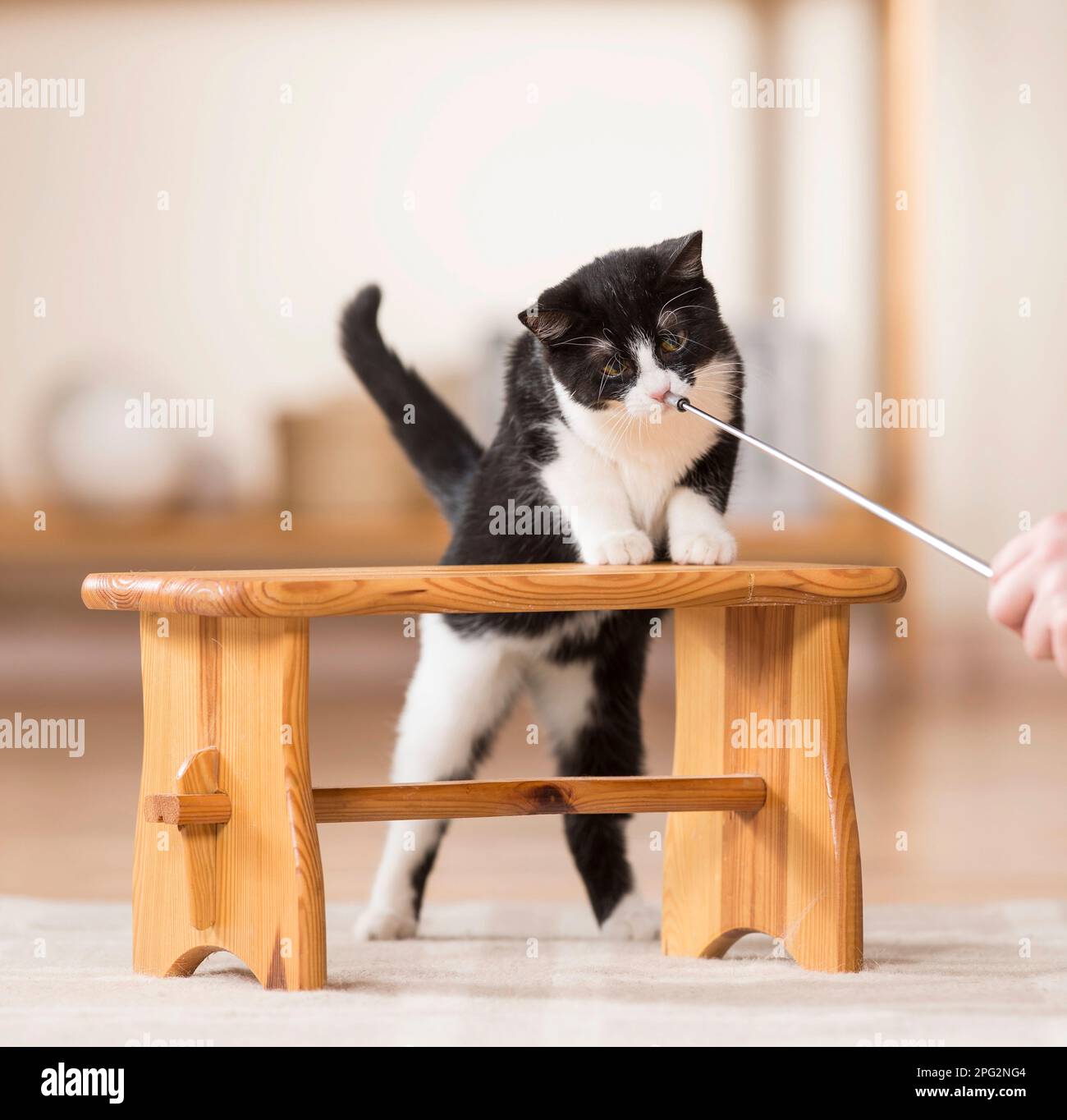 Domestic cat. A black and white adult cat is guided onto a footstool ...