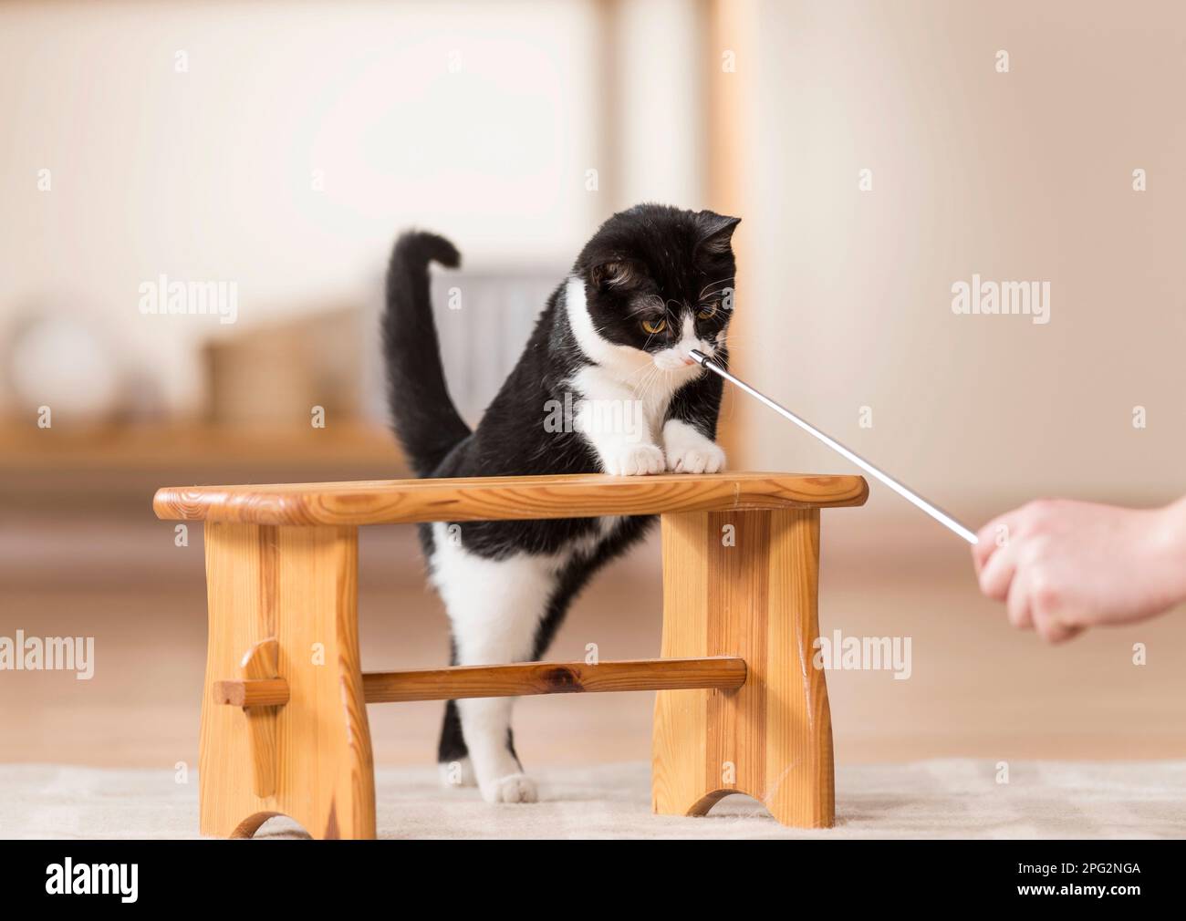 Domestic cat. A black and white adult cat is guided onto a footstool ...