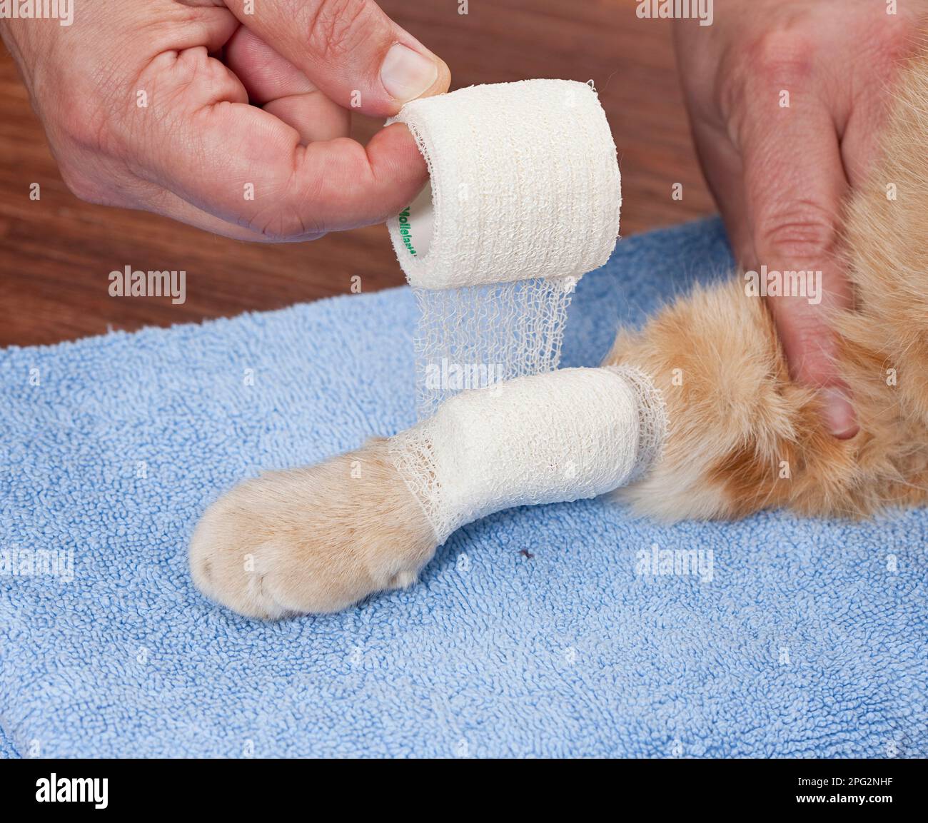 Domestic cat. An adult cat gets a bandage around the paw. Germany Stock ...