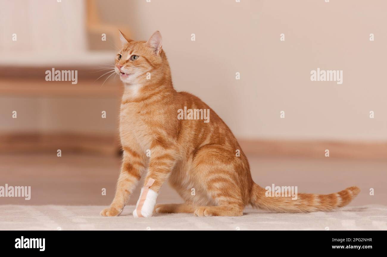 Domestic cat. An adult cat with a bandage around its leg sitting in a ...
