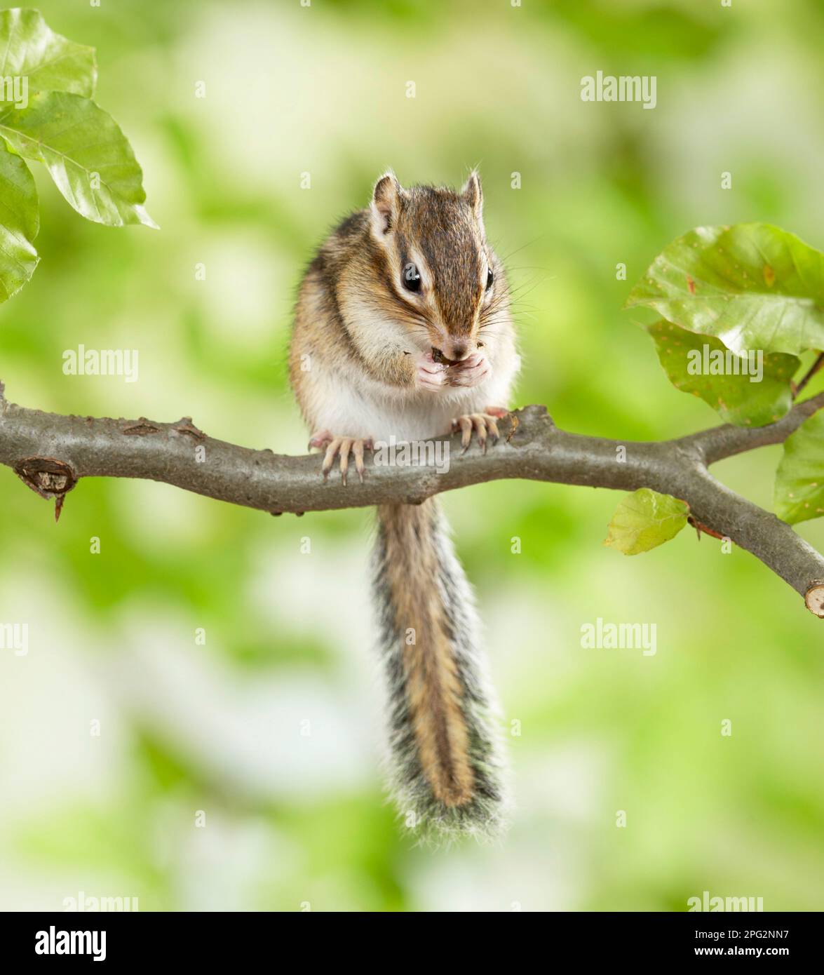 Siberian Chipmunk (Tamias sibiricus) eating the fruit of a Hornbeam ...