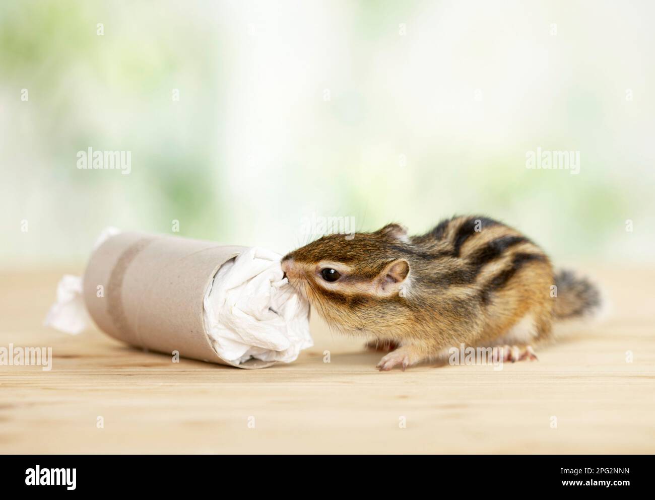 Siberian Chipmunk (Tamias sibiricus) playing with paper roll Stock ...