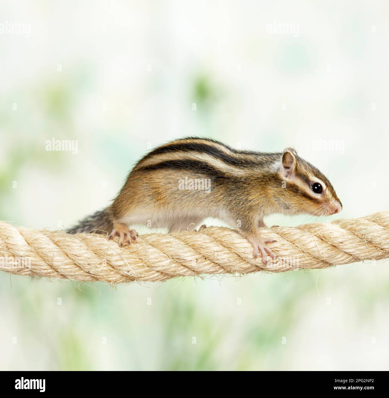 Siberian Chipmunk (Tamias sibiricus) on on a rope. Germany Stock Photo ...