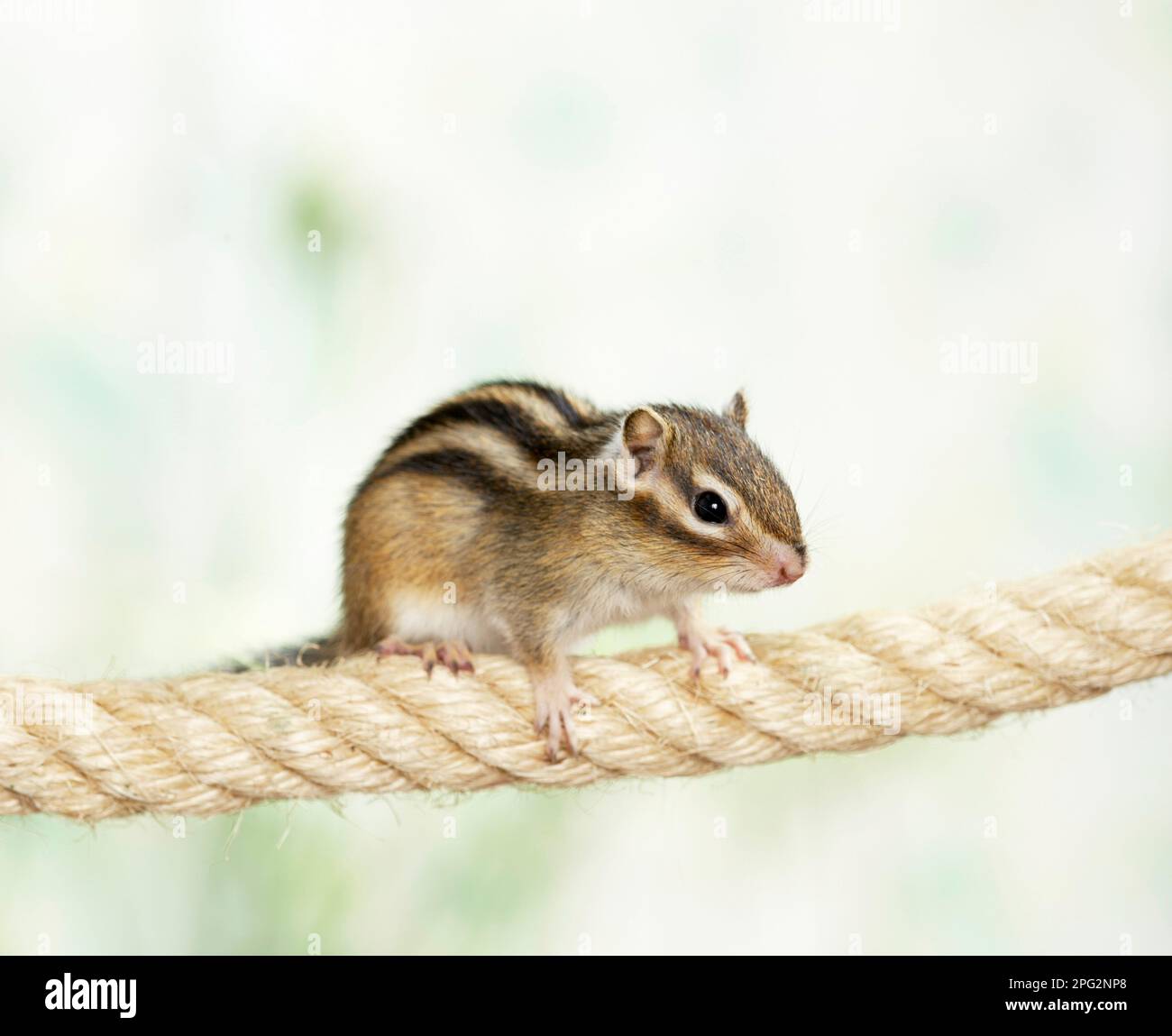 White Siberian Chipmunk