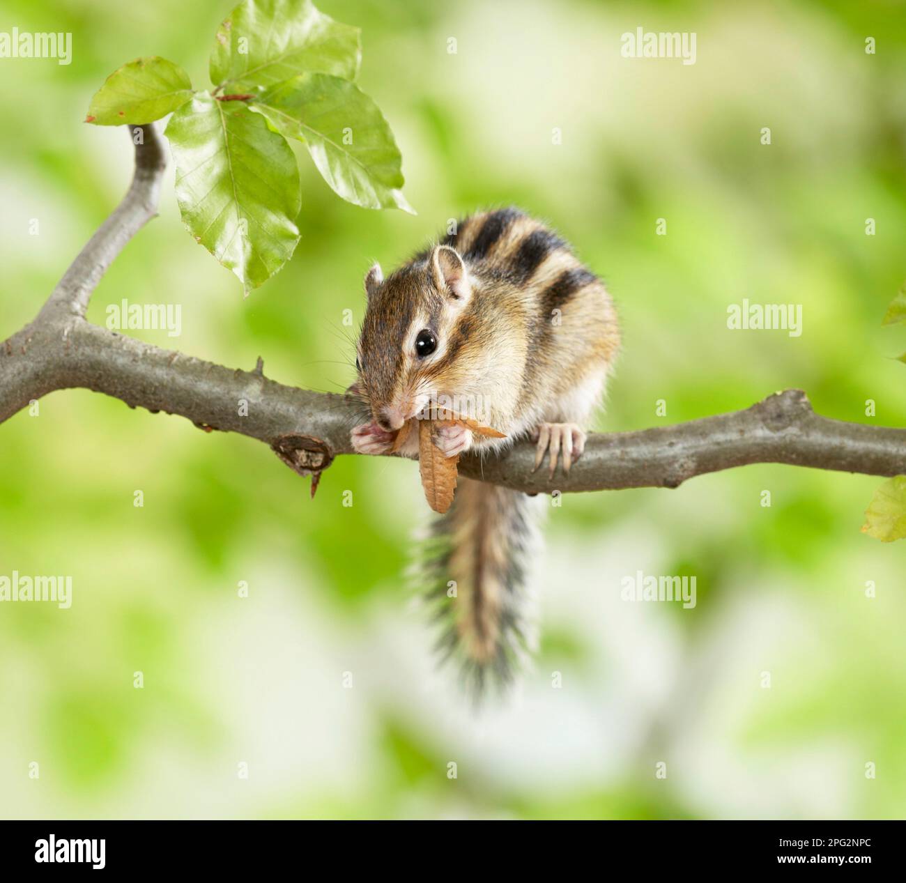 Siberian Chipmunk (Tamias sibiricus) eating the fruit of a Hornbeam ...