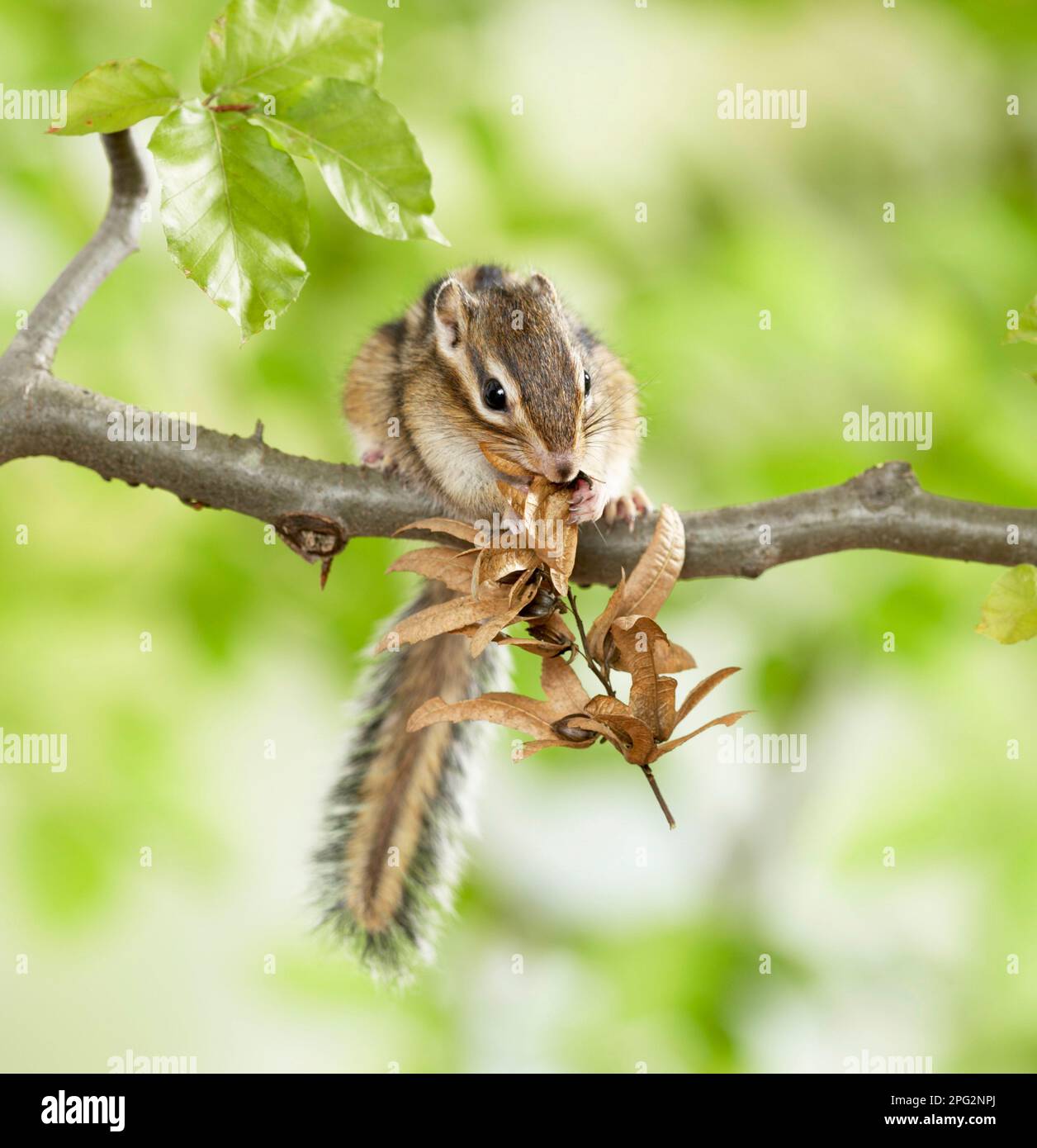 Siberian Chipmunk (Tamias sibiricus) eating the fruit of a Hornbeam ...