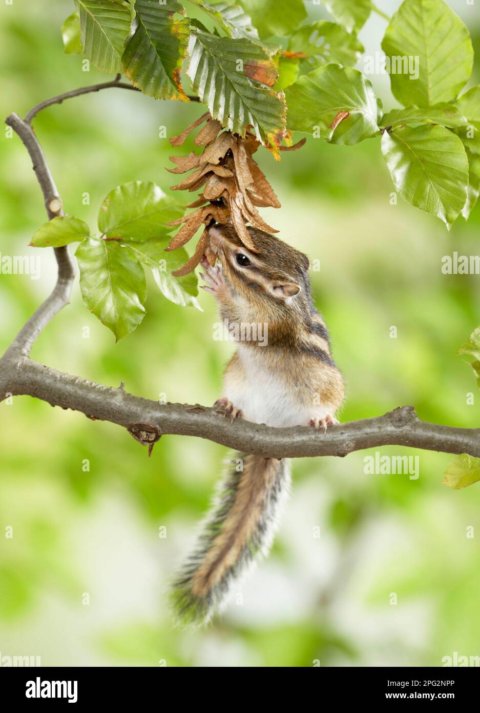 Siberian Chipmunk (Tamias sibiricus) harvesting the fruit of a Hornbeam ...