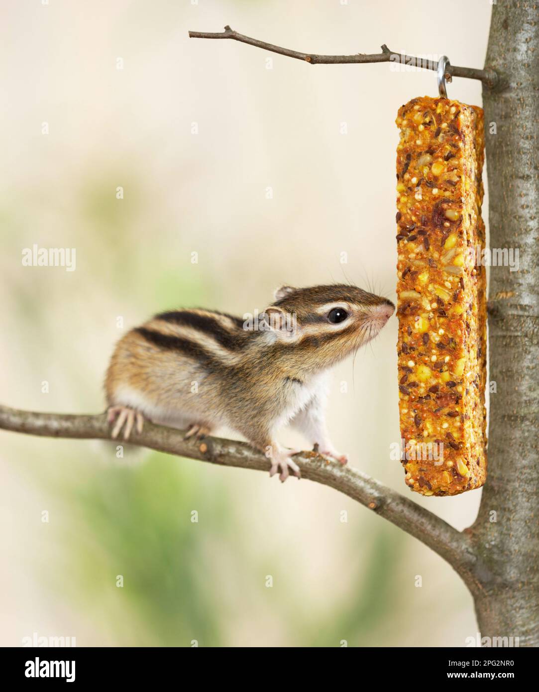 Siberian Chipmunk (Tamias sibiricus) sniffing at a seed stick. Germany ...