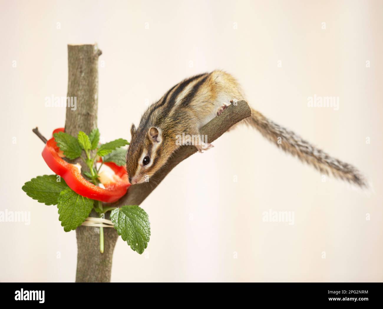 Siberian Chipmunk (Tamias sibiricus) sniffs lemon balm and a slice of ...