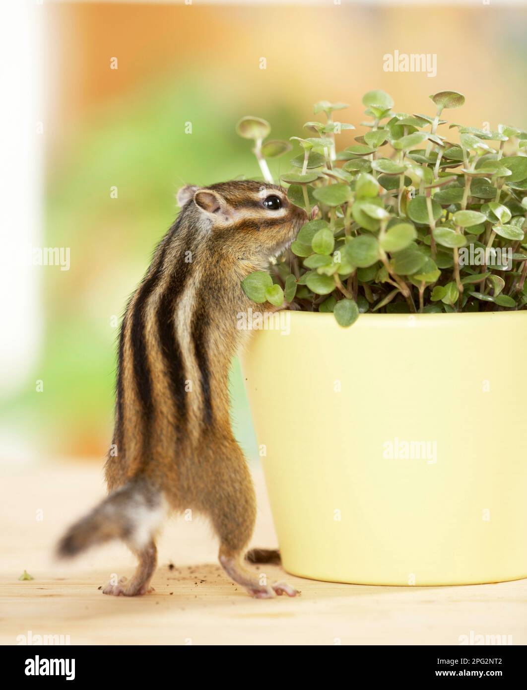 Siberian Chipmunk (Tamias sibiricus) sniffing Bolivian Jew (Callisia ...