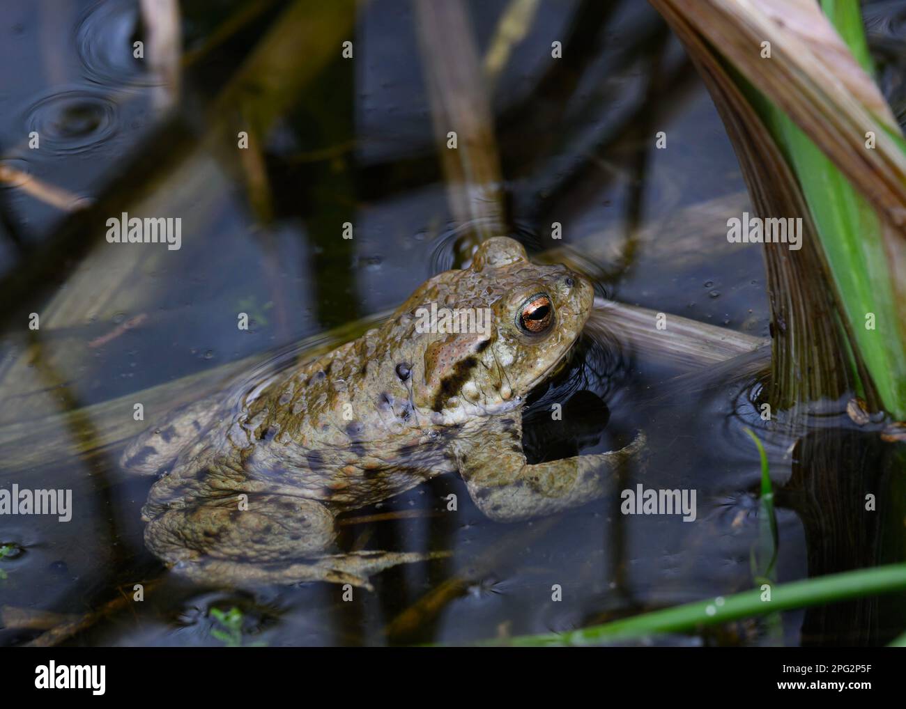 Mating time for bufo bufo hi-res stock photography and images - Alamy
