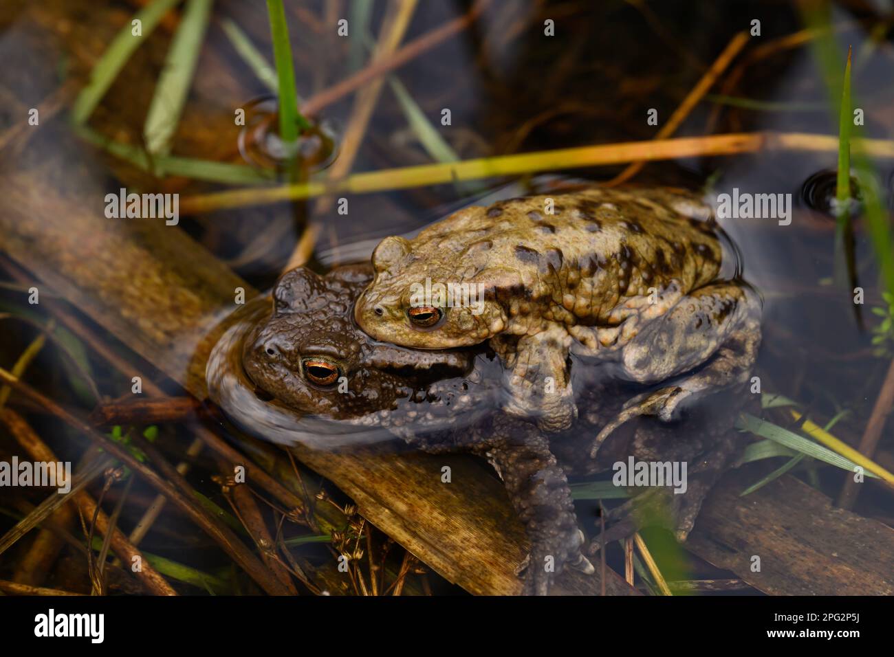 Toad common (Bufo bufo) male and female, at breeding time, Dumfries, SW ...