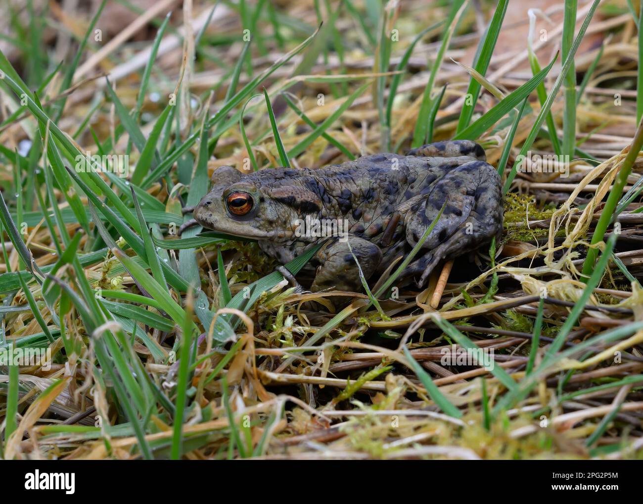 Mating time for bufo bufo hi-res stock photography and images - Alamy