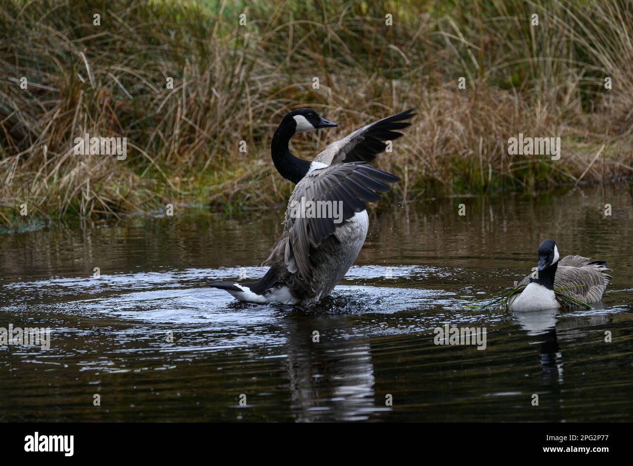 Goose Canada (Branta canadensis), pair n small rural pond with the male ...