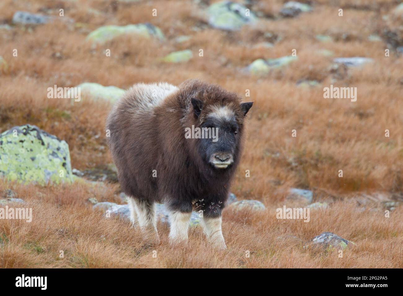 Muskox (Ovibus moschatus). Calf standing in autumnal tundra. Dovre ...