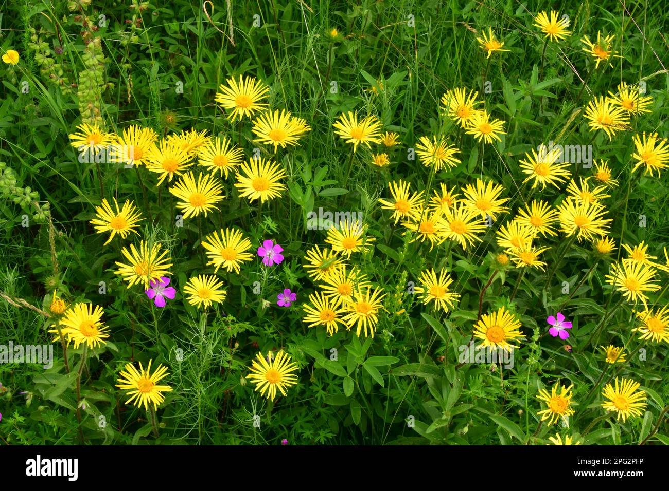 Ox-eye (Buphthalmum salicifolium). Group of flowering plants. Germany ...