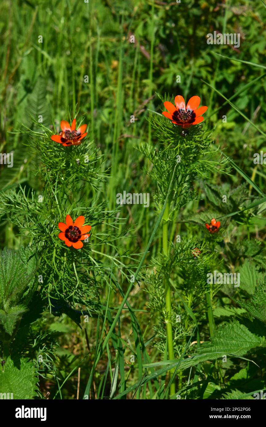 Summer Adonis, Summer Pheasant's Eye (Adonis aestivalis), flowering ...