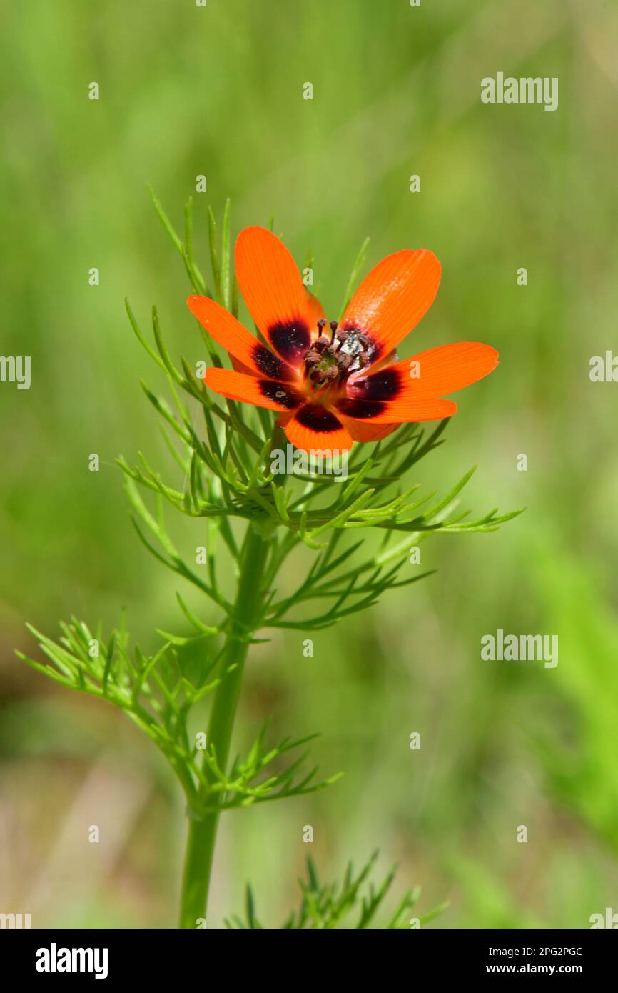 Summer Adonis, Summer Pheasant's Eye (Adonis aestivalis), flowering ...
