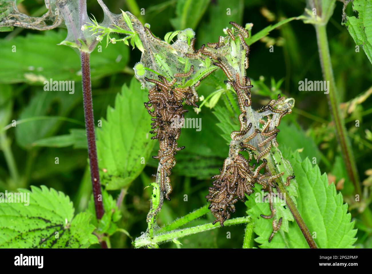 Small Tortoiseshell (Aglais urtica). Young caterpillars feeding on ...