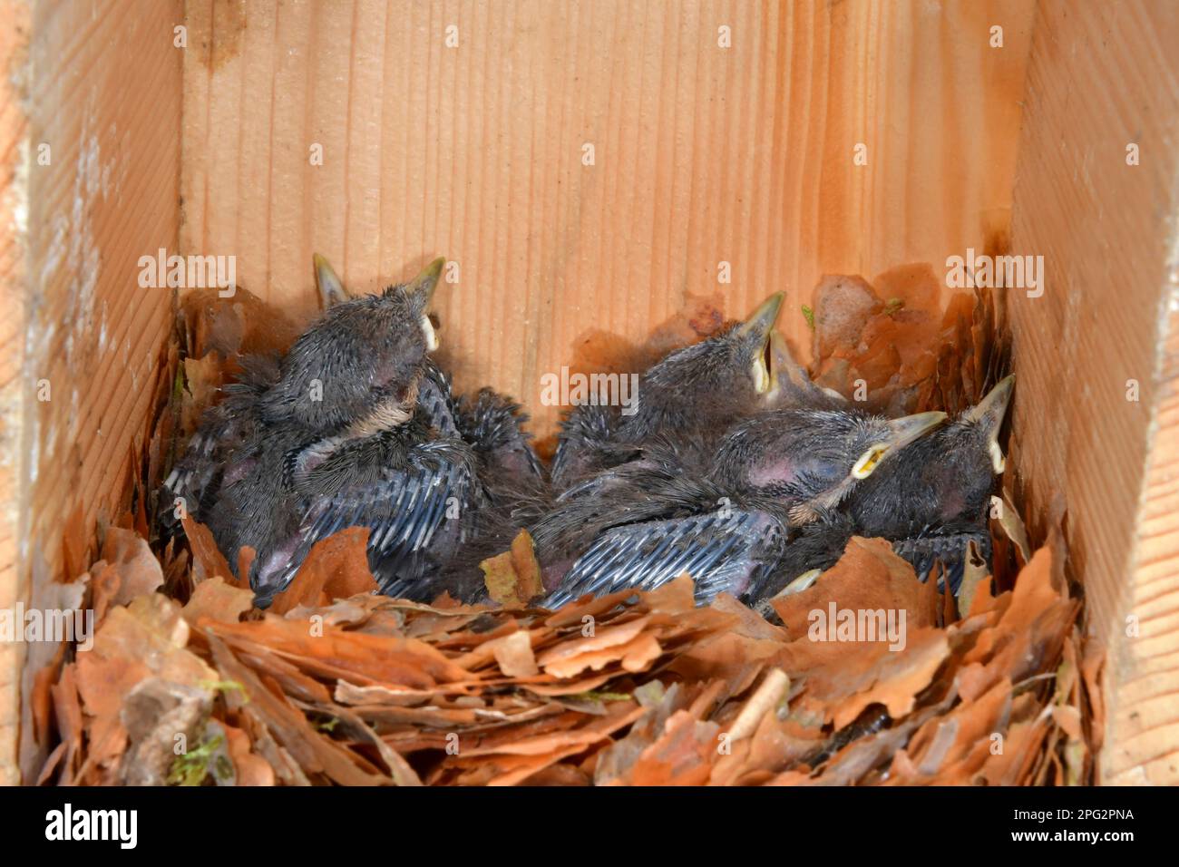 European Nuthatch (Sitta europaea). Chicks in wooden nest box. Germany ...