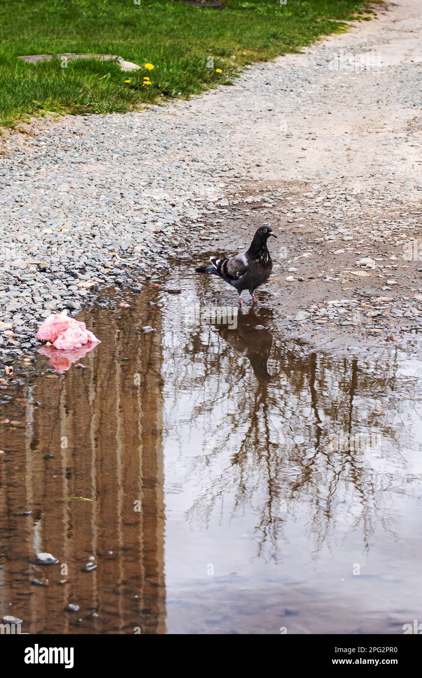 Gray dove swimming in a puddle on the stones Stock Photo - Alamy