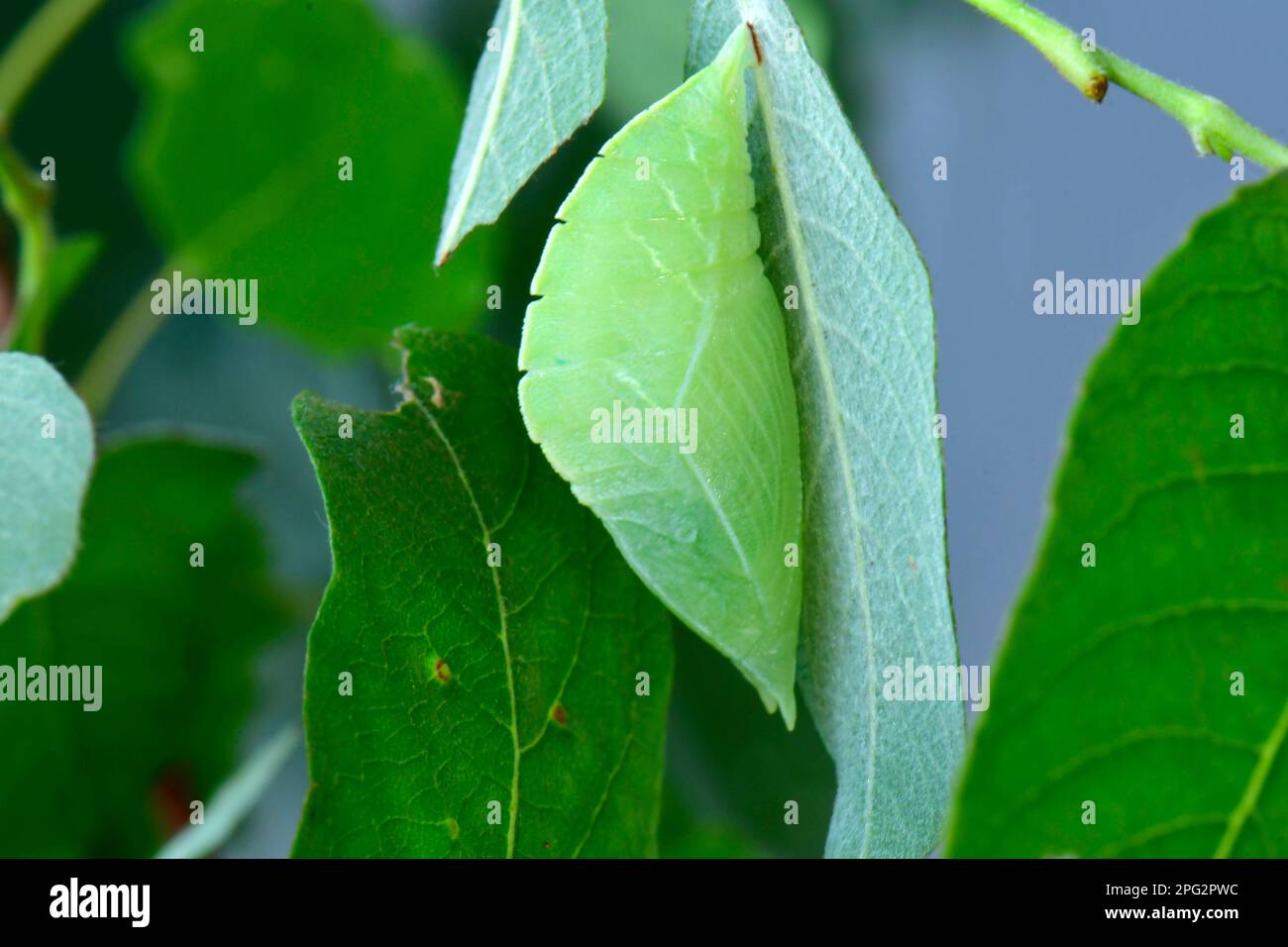 Purple Emperor (Apatura iris). Pupa on a leaf of a willow (Salix caprea ...