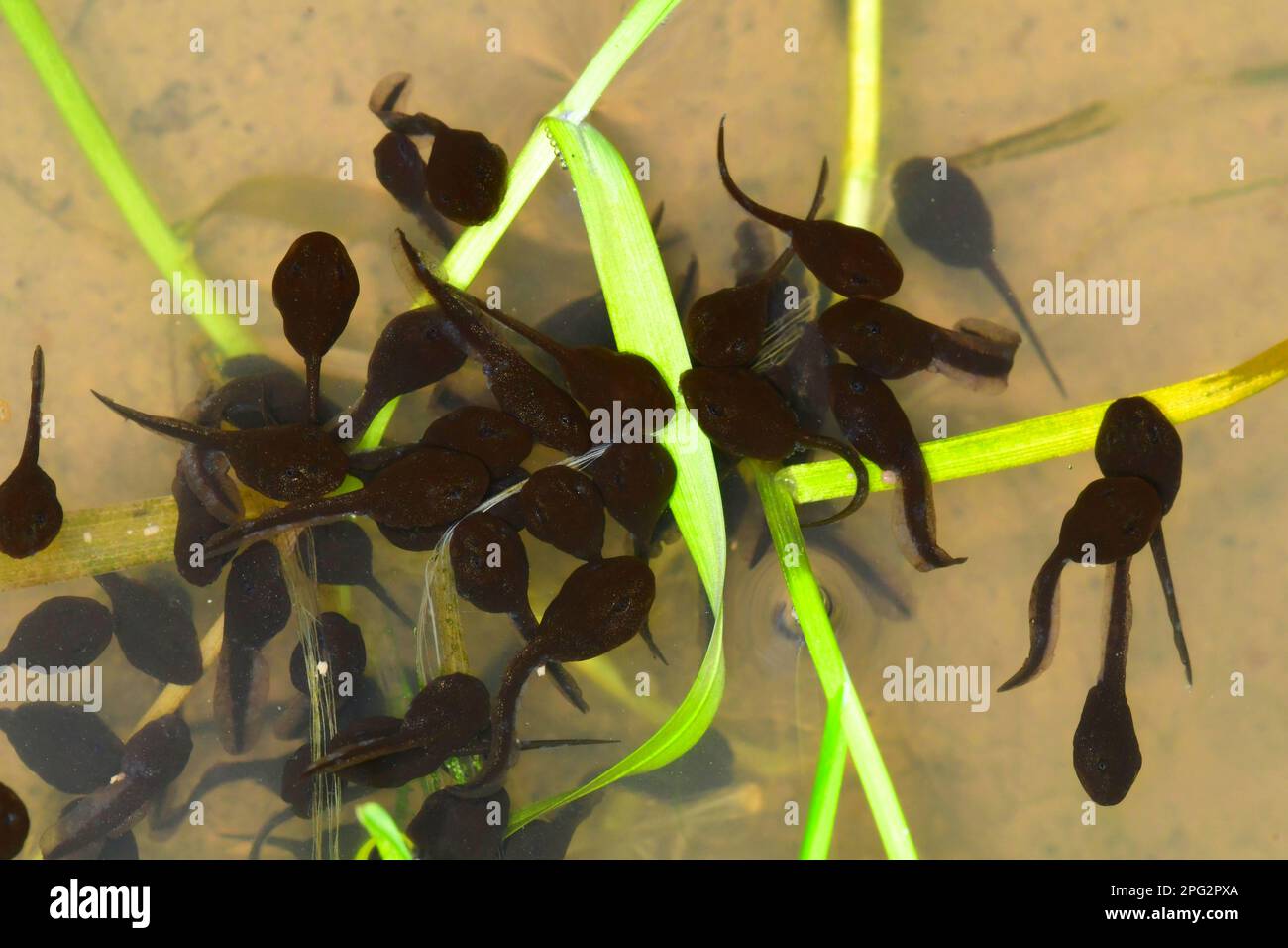 Common Toad (Bufo bufo). Tadpoles in a puddle at the edge of the forest ...