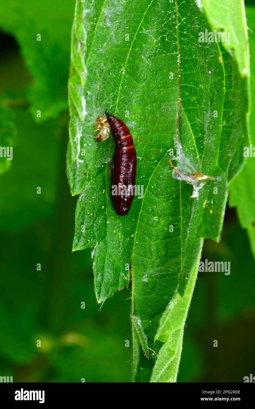 Small Magpie (Anania hortulata). For pupation, the caterpillar builds a ...