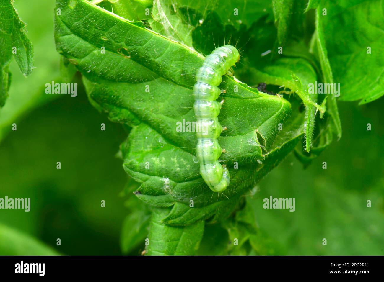 Small Magpie (Anania hortulata). The normally well-hidden caterpillar ...