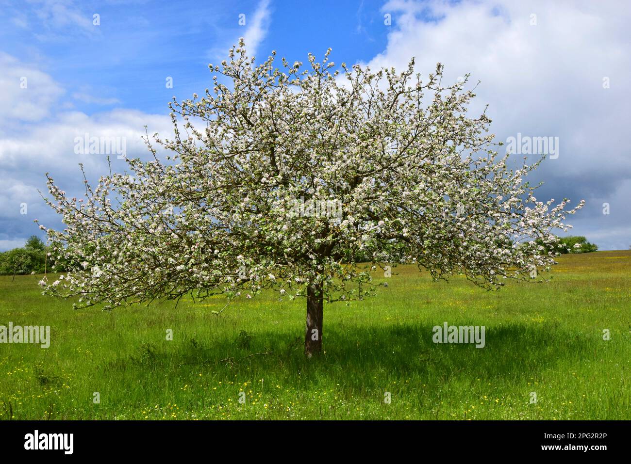 Domestic Apple (Malus domestica). Flowering tree in spring. Germany Stock Photo - Alamy