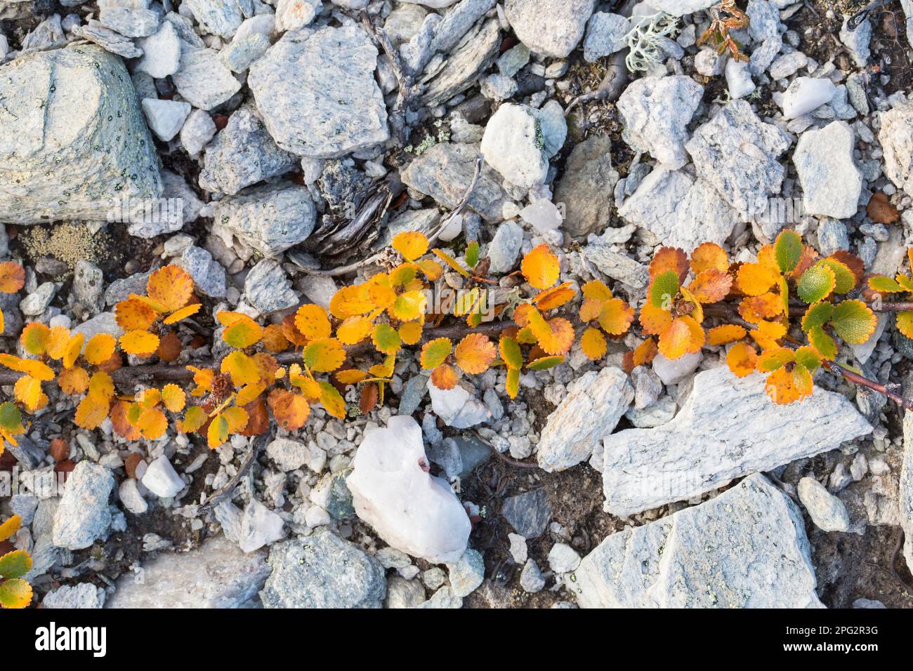 Exilis betula hi-res stock photography and images - Alamy