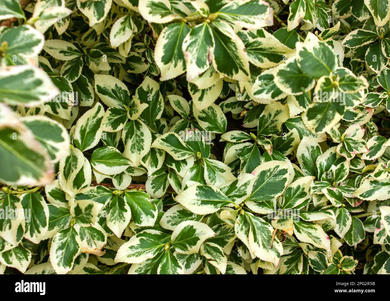 Wintercreeper Euonymus (Euonymus fortunei) is an evergreen bush ...