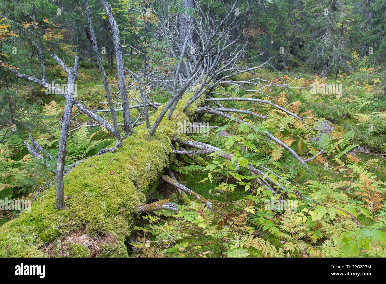 Dead tree in Fulufjaellet National Park, Dalarna, Sweden Stock Photo ...