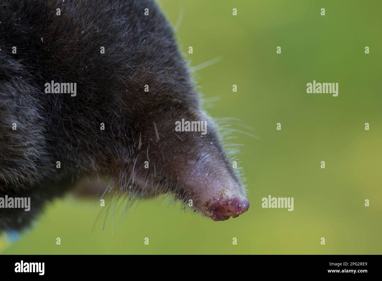 Digging paw mole hi-res stock photography and images - Alamy