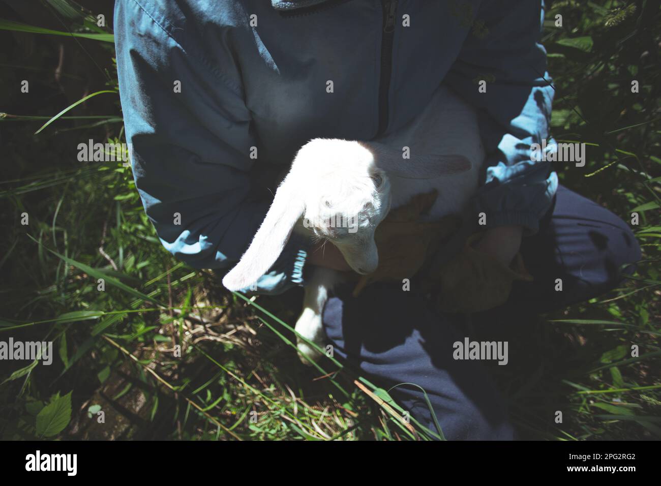 Lamb cuddle hi-res stock photography and images - Alamy