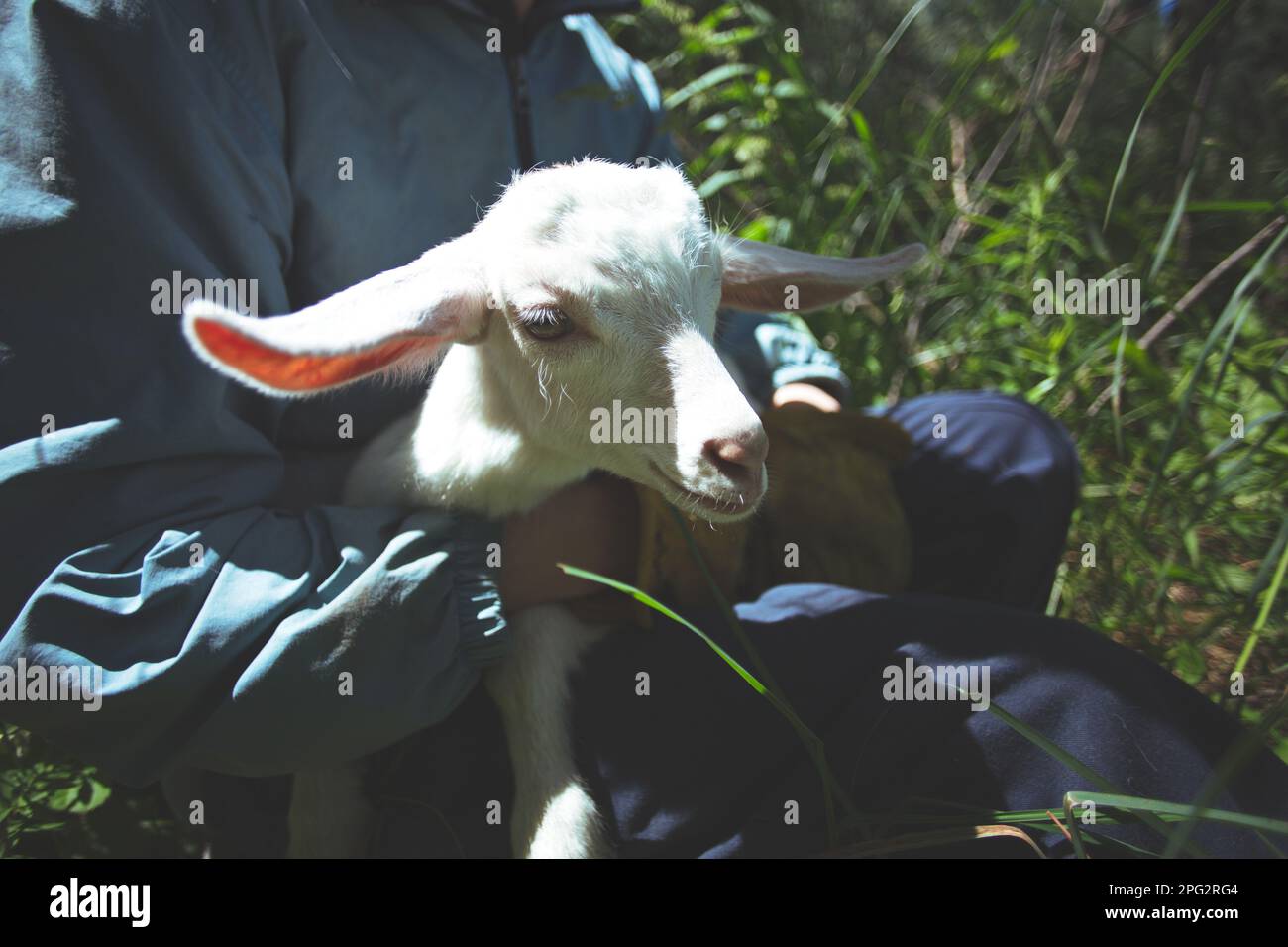 A young boy is holding a white goat in his arm Stock Photo - Alamy
