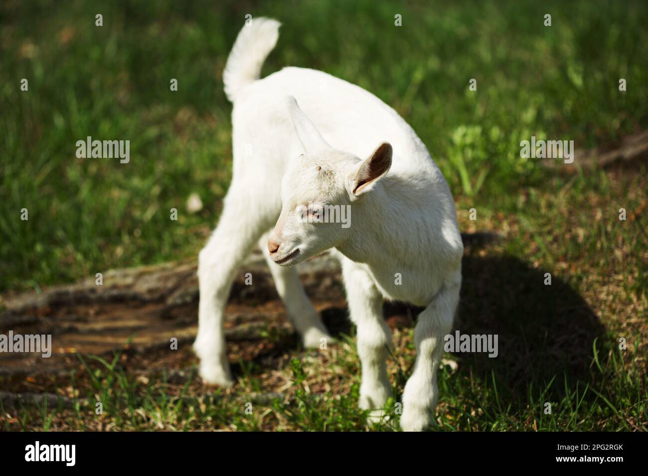 Adorable baby goat, standing in a grassy field with one eye closed ...