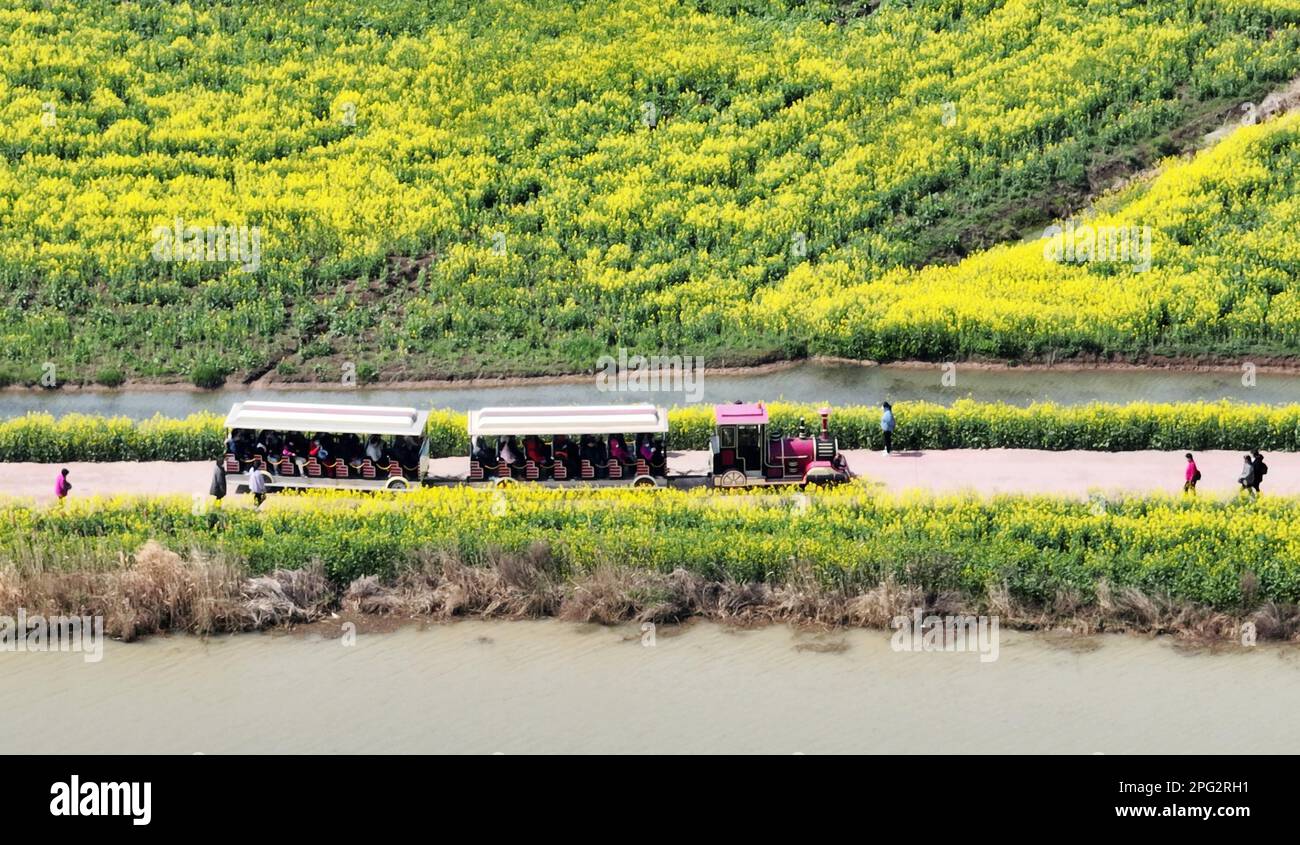 Aerial photo shows a sea of blooming cole flowers in Yangzhou City ...