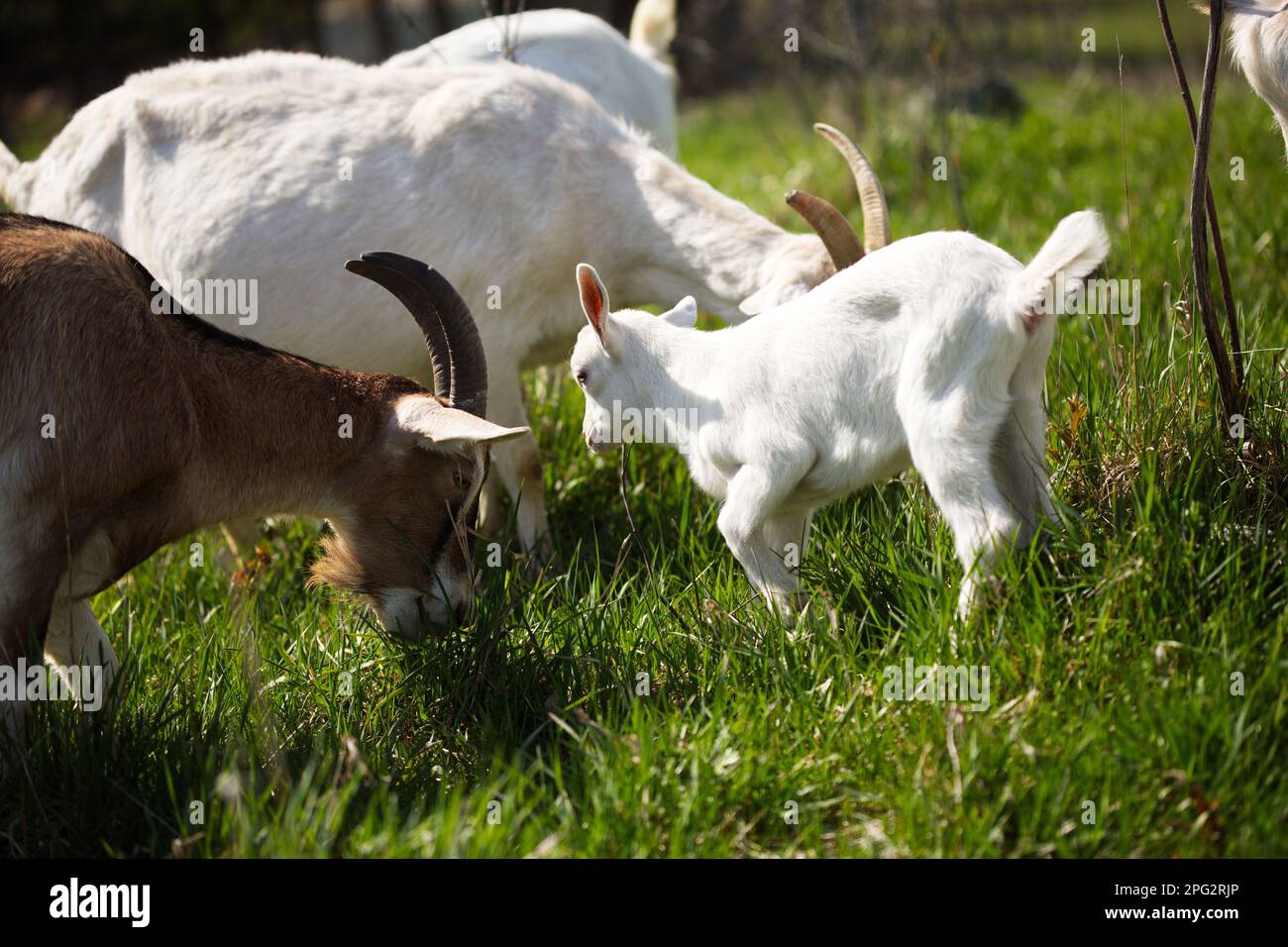 A group of grazing goats can be seen in a lush green field Stock Photo ...