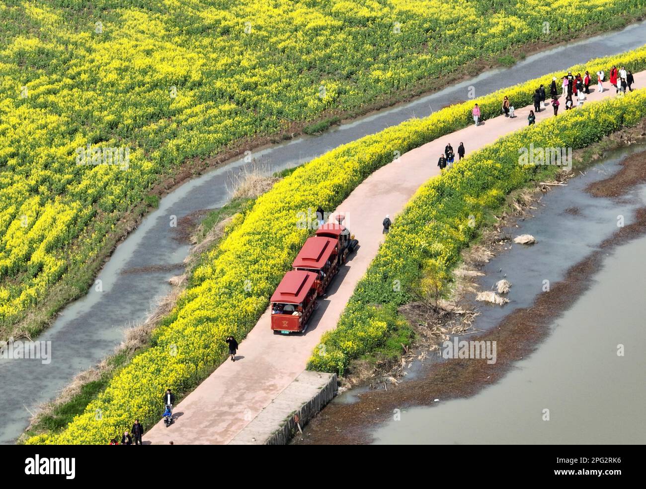 Aerial photo shows a sea of blooming cole flowers in Yangzhou City ...