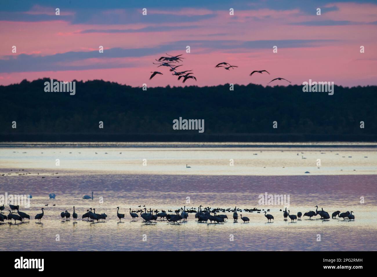 Common Crane (Grus grus). Many birds in the roosting area at sunset ...