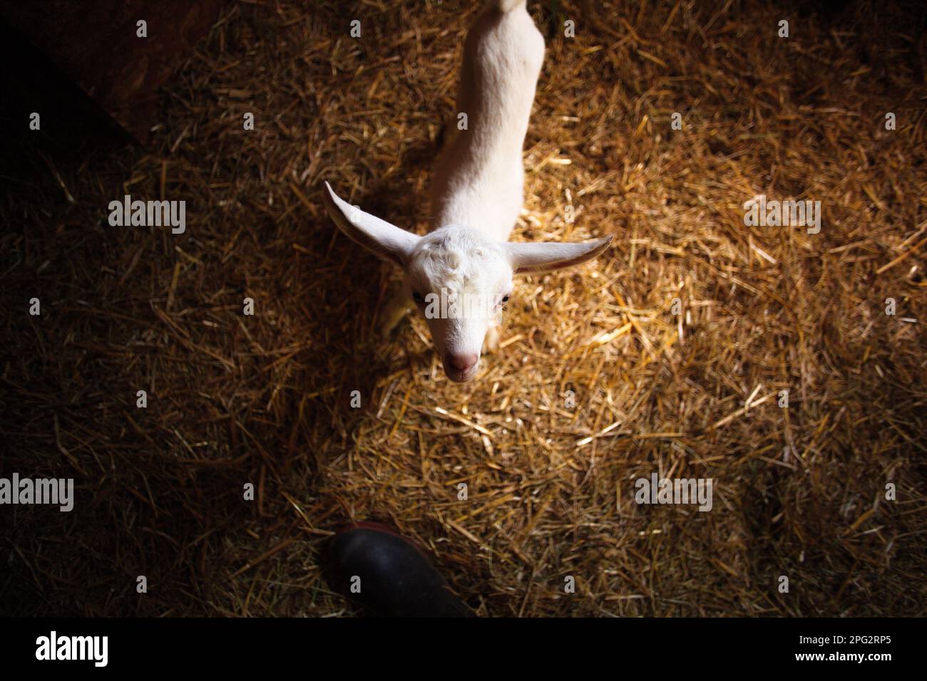 A White goat in barn interior rural rustic scene country farm animal ...