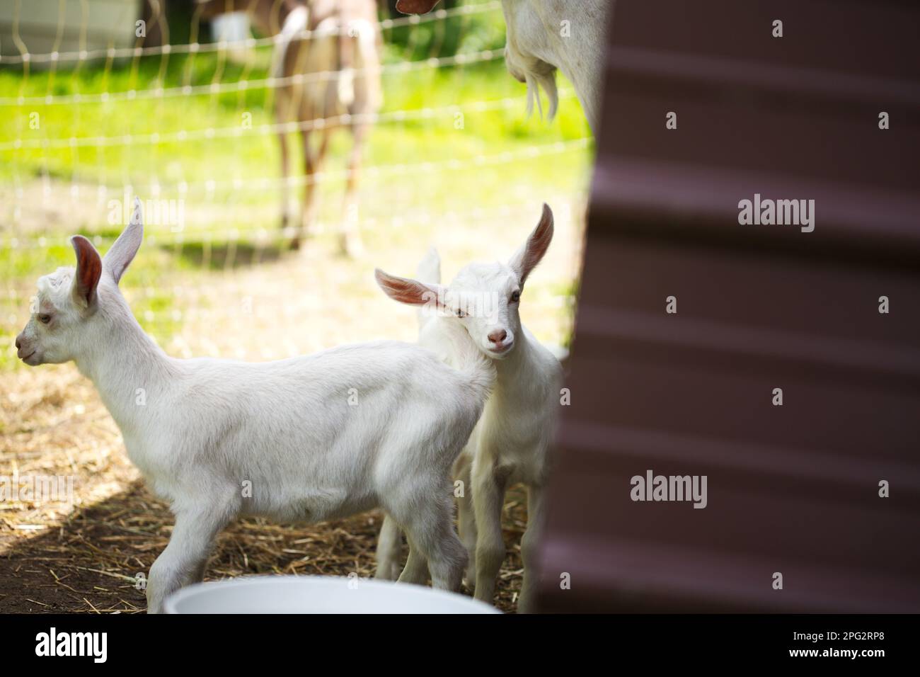 Two goats standing side-by-side near a wire fence, bucket between them ...