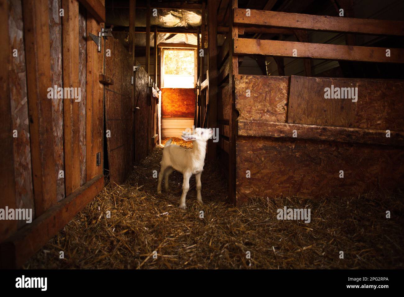 An adorable goat stands in the doorway of an open barn Stock Photo - Alamy