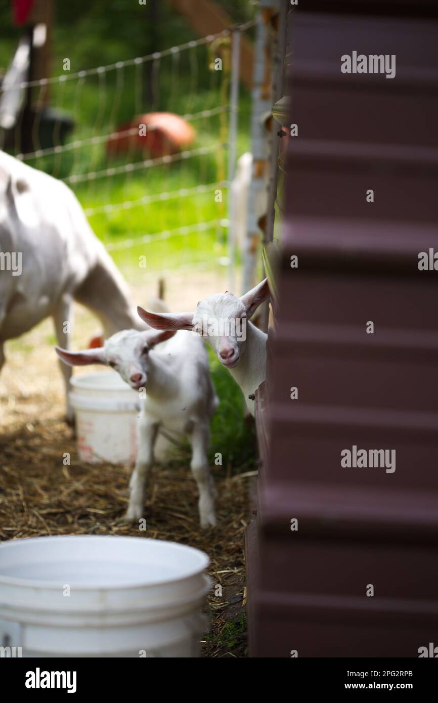 Peaking around corner hi-res stock photography and images - Alamy