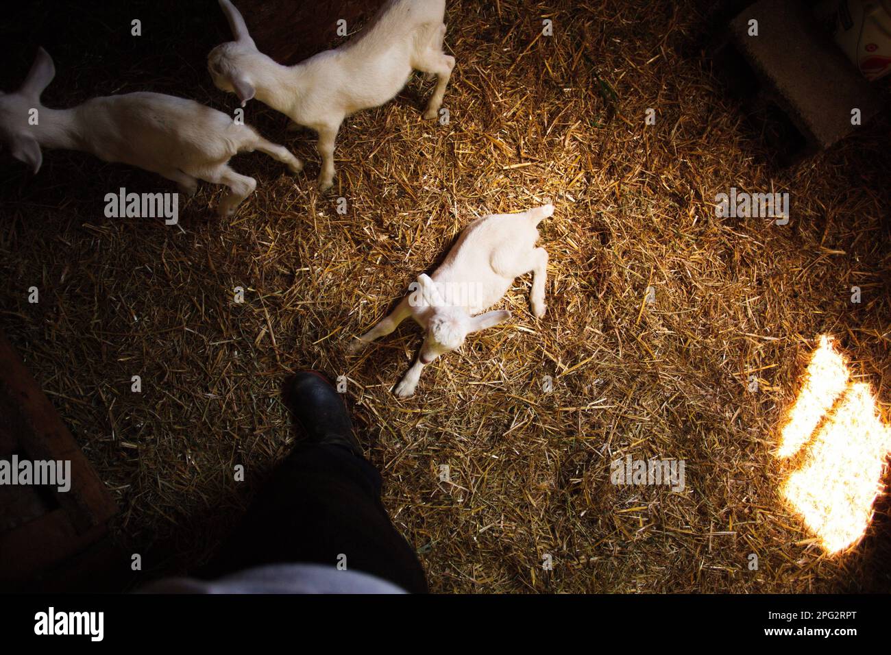 Three goats in barn, warm cozy interior, smiling animals Stock Photo ...