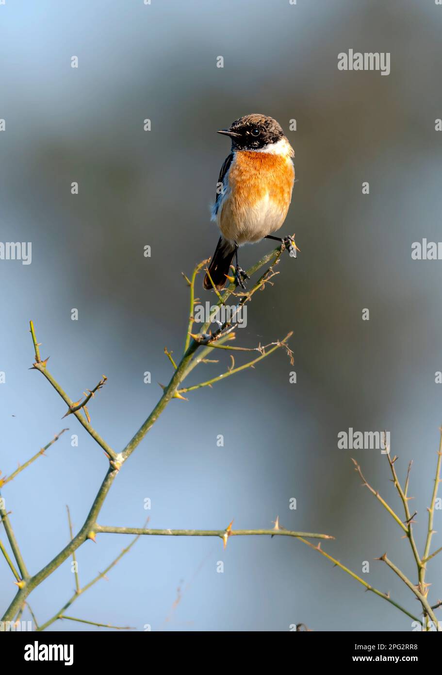 beautiful small bird on the branch, The Siberian stonechat or Asian ...