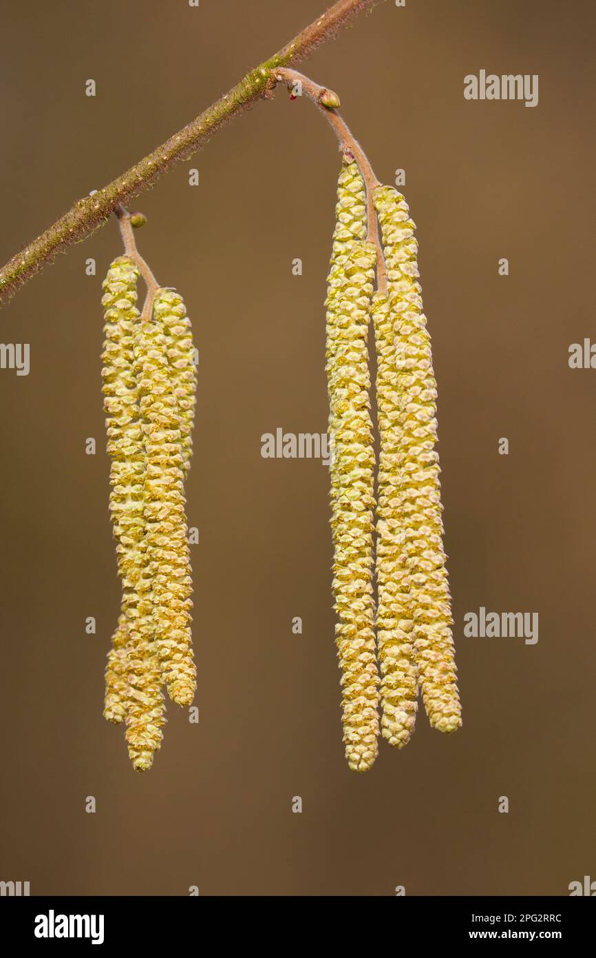 Common Hazel, Cobnut (Corylus avellana). Male catkins. Germany Stock ...